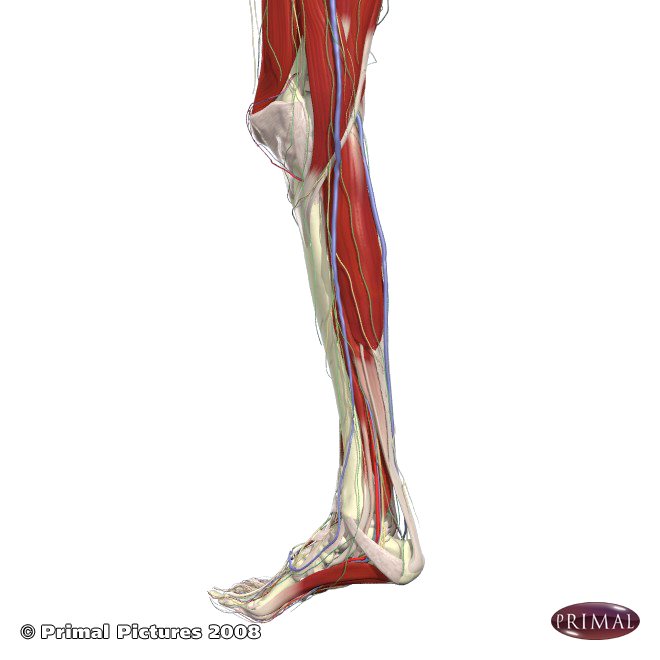 Shin splints (Medial Tibial Stress Syndrome) | Lakeland Chiropractic