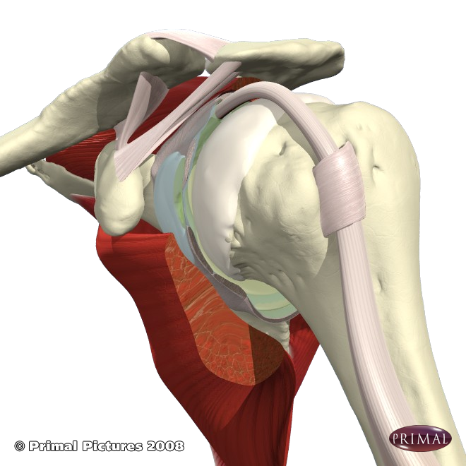 Frozen Shoulder | Lakeland Chiropractic